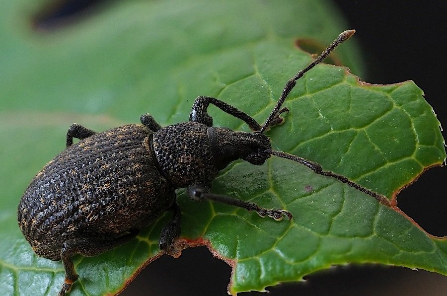 Öronvivellarver - shop.nyttodjur.se