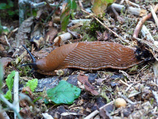 Snigel Effekt / Nyttodjur.se